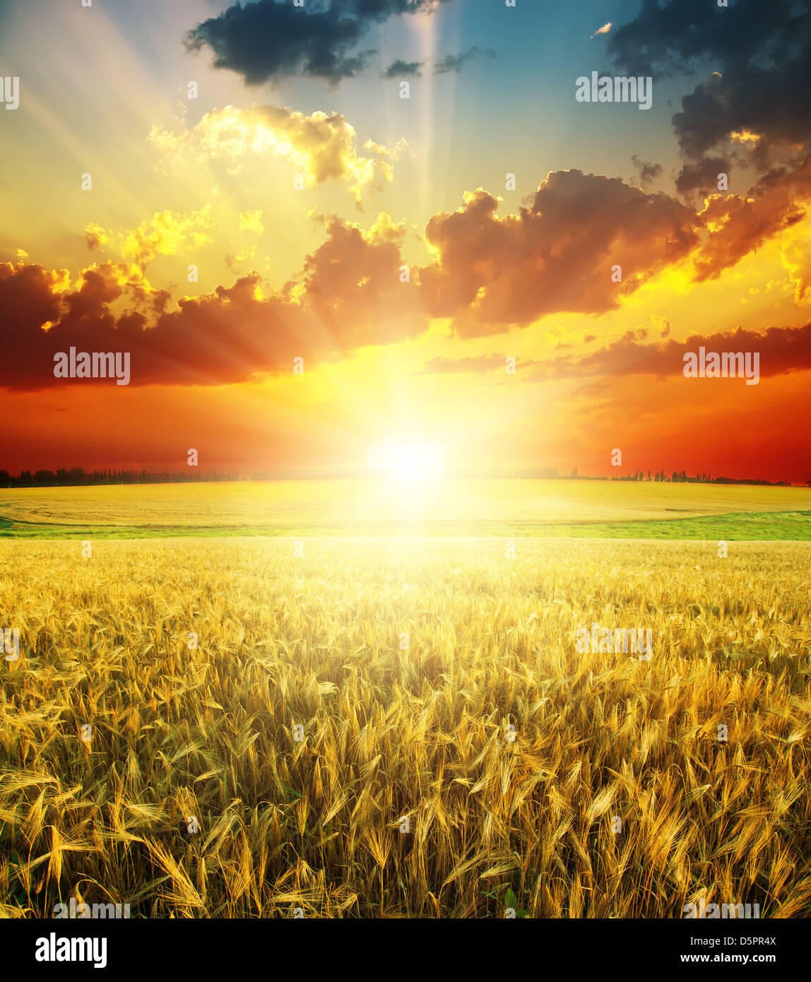good red sunset over golden field Stock Photo - Alamy