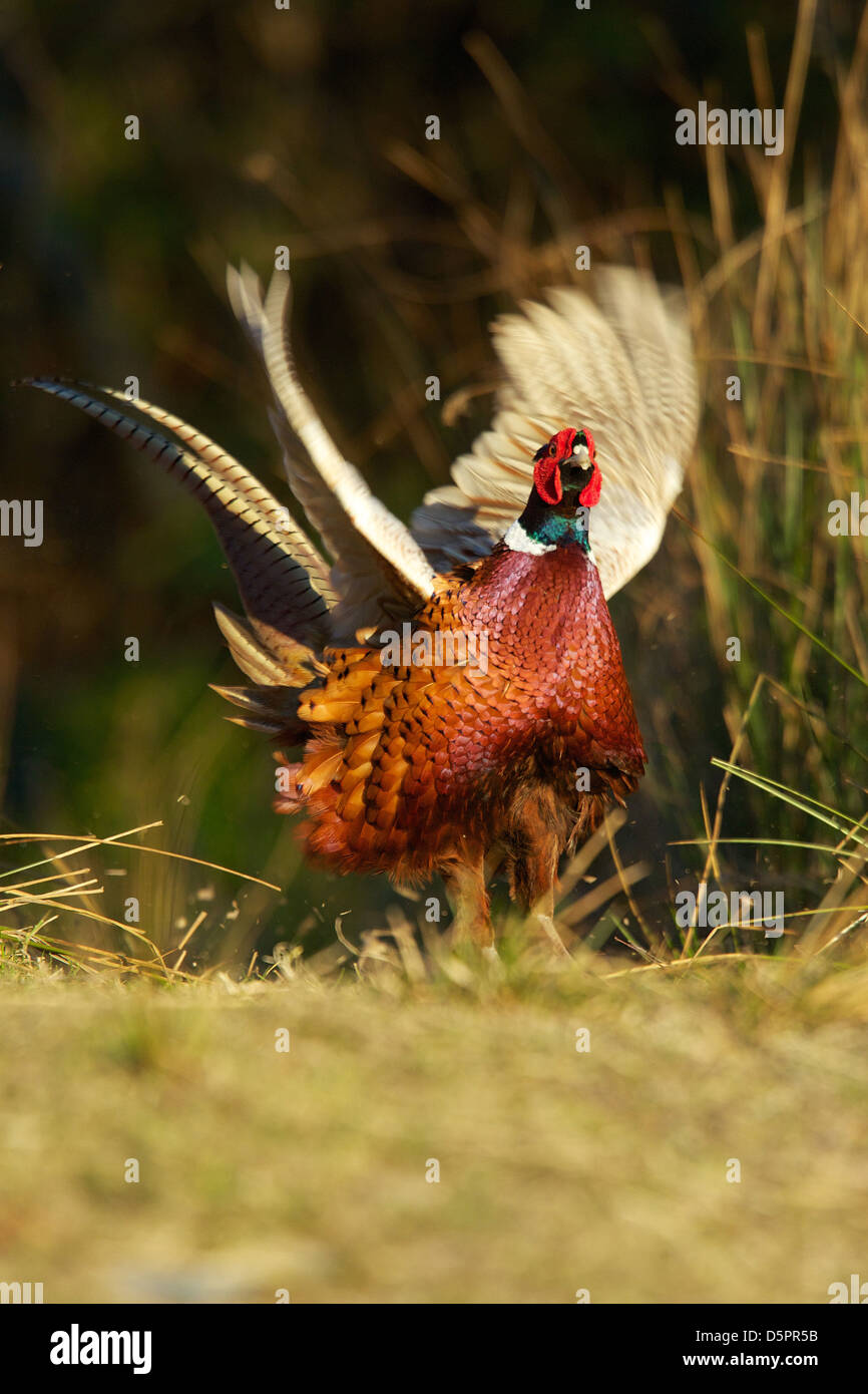 Male pheasant displaying during spring mating ritual Stock Photo - Alamy