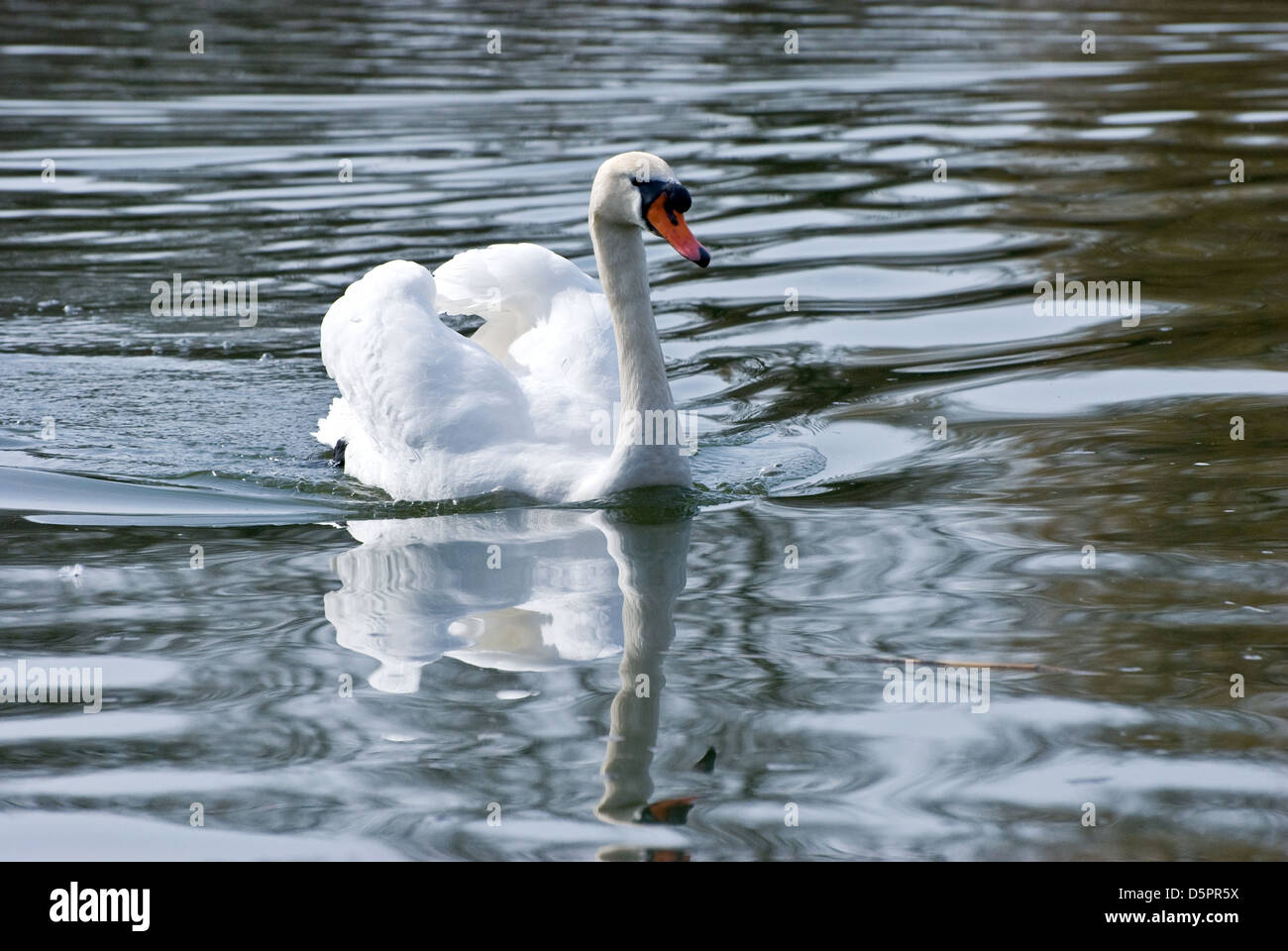 Swan swimming wings raised hi-res stock photography and images - Alamy