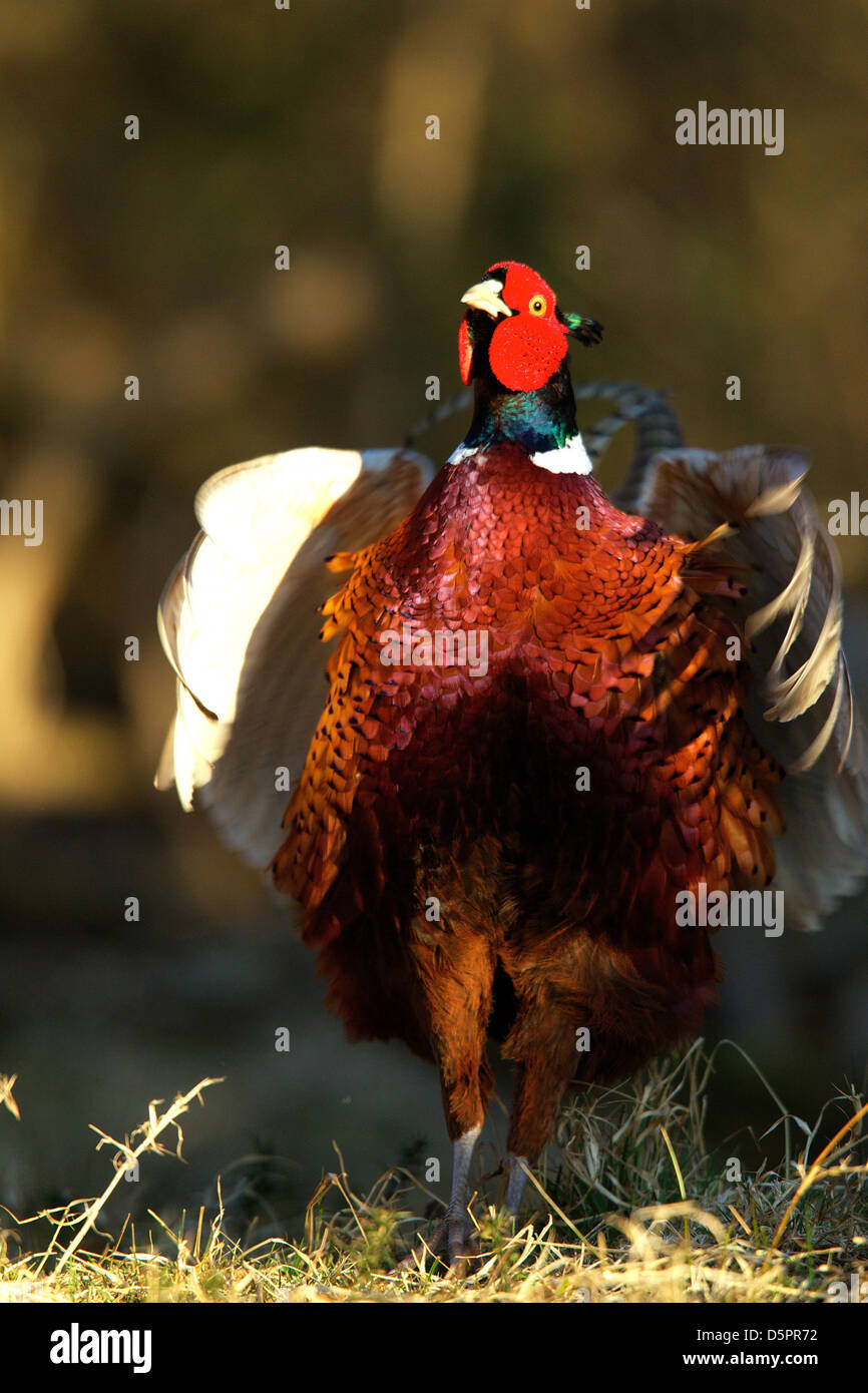 Male pheasant displaying during spring mating ritual Stock Photo - Alamy