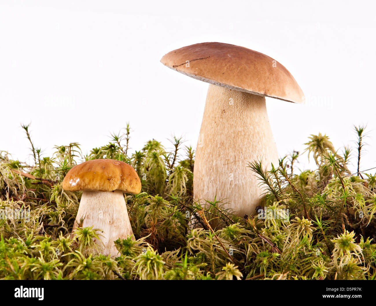 Growing boletus hi-res stock photography and images - Alamy
