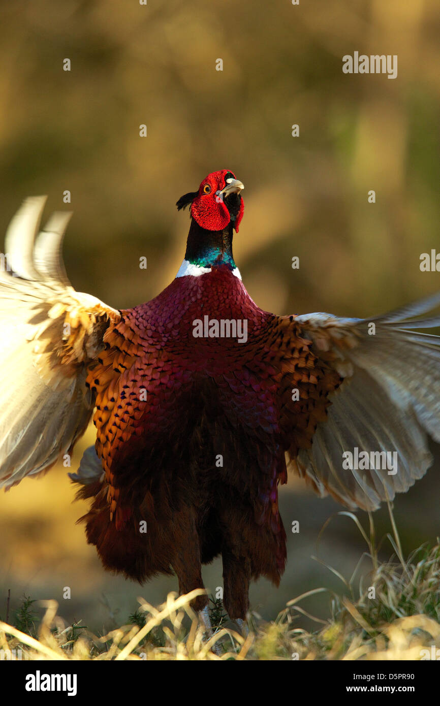 Male pheasant displaying during spring mating ritual Stock Photo - Alamy
