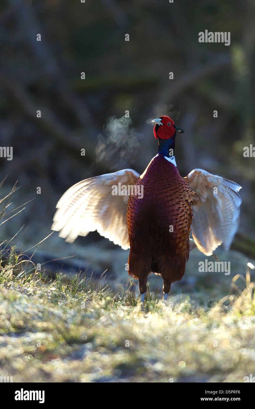 Male pheasant displaying during spring mating ritual Stock Photo - Alamy
