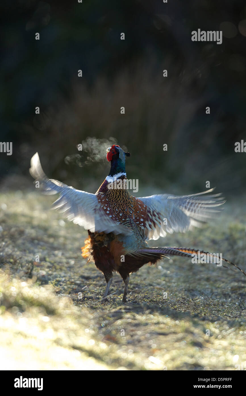 Male pheasant displaying during spring mating ritual Stock Photo - Alamy