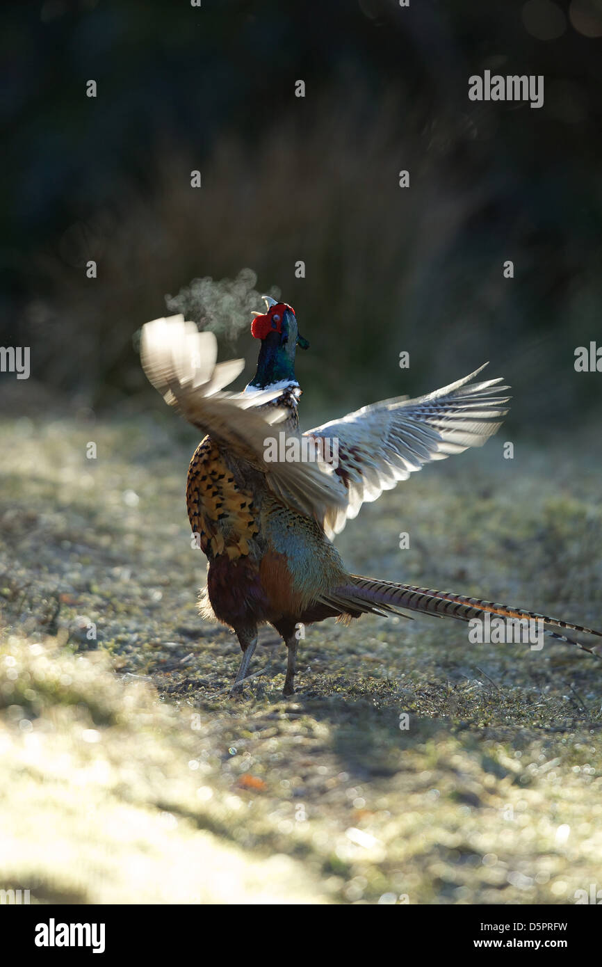 Male pheasant displaying during spring mating ritual Stock Photo - Alamy