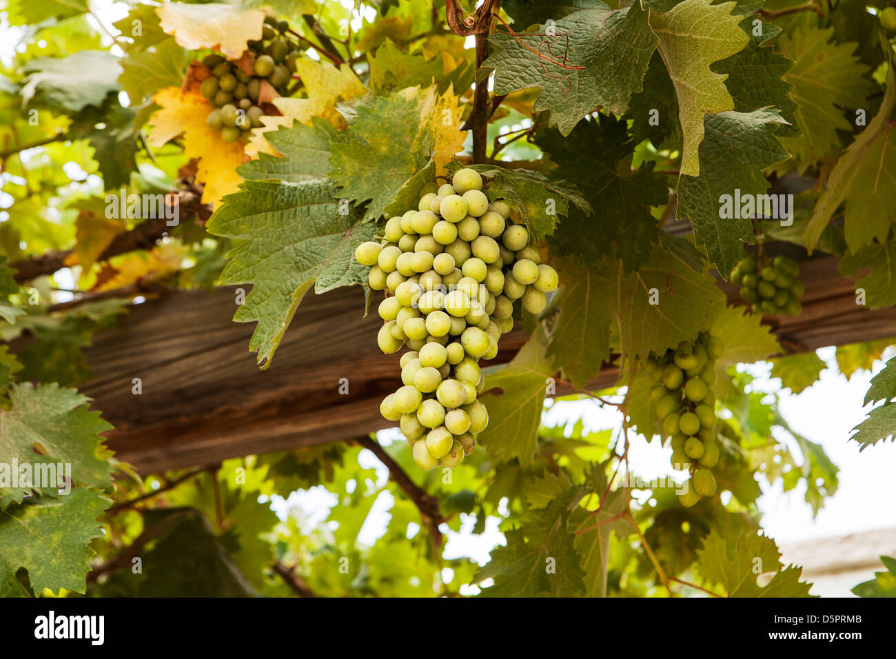 Grapes In Galilee Stock Photo - Alamy