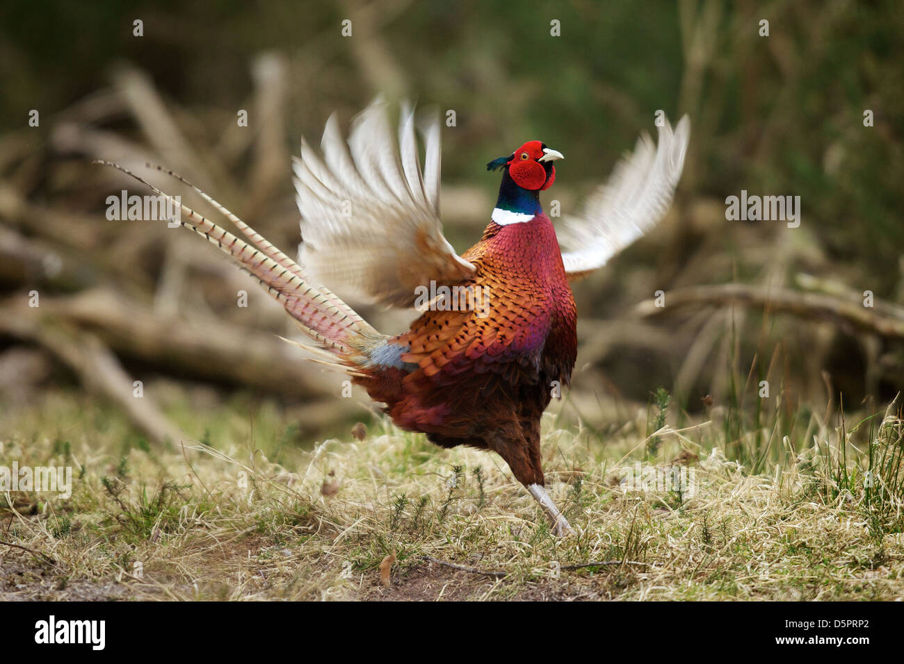 Male pheasant displaying during spring mating ritual Stock Photo - Alamy