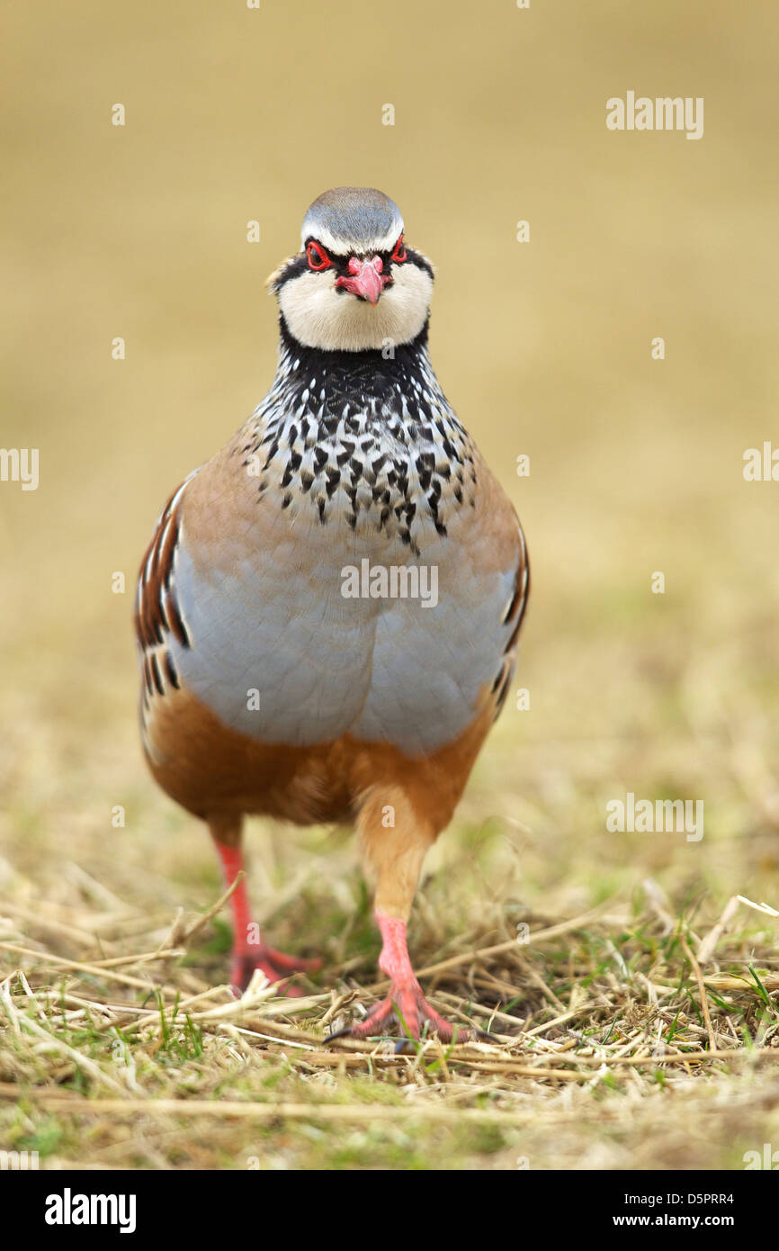 Partridge red legged partridge alectoris rufa hi-res stock photography ...