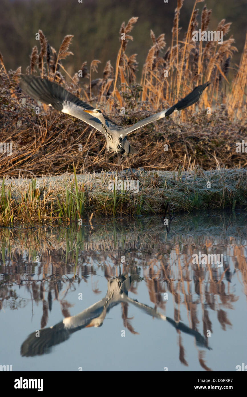 Grey heron takeoff hi-res stock photography and images - Alamy