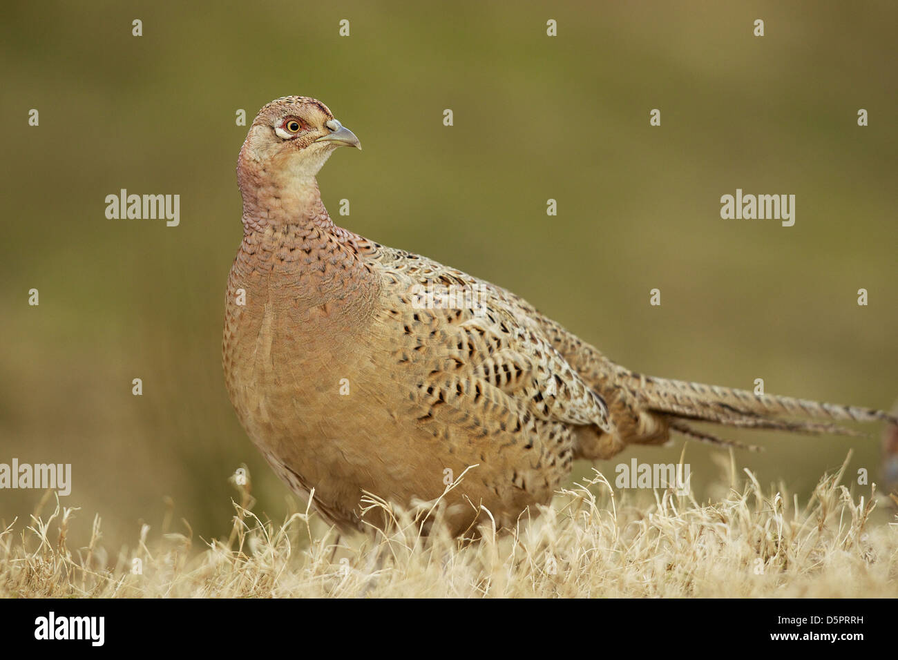 Hen pheasant keeping a cautious eye for dangers Stock Photo - Alamy