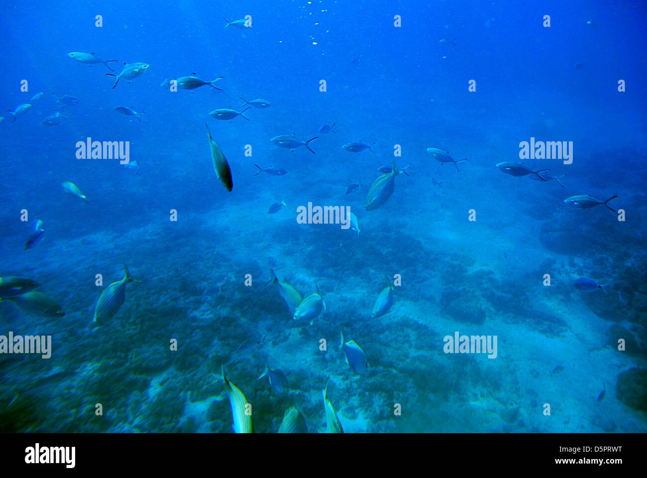 Tropical fish ocean boat hi-res stock photography and images - Alamy