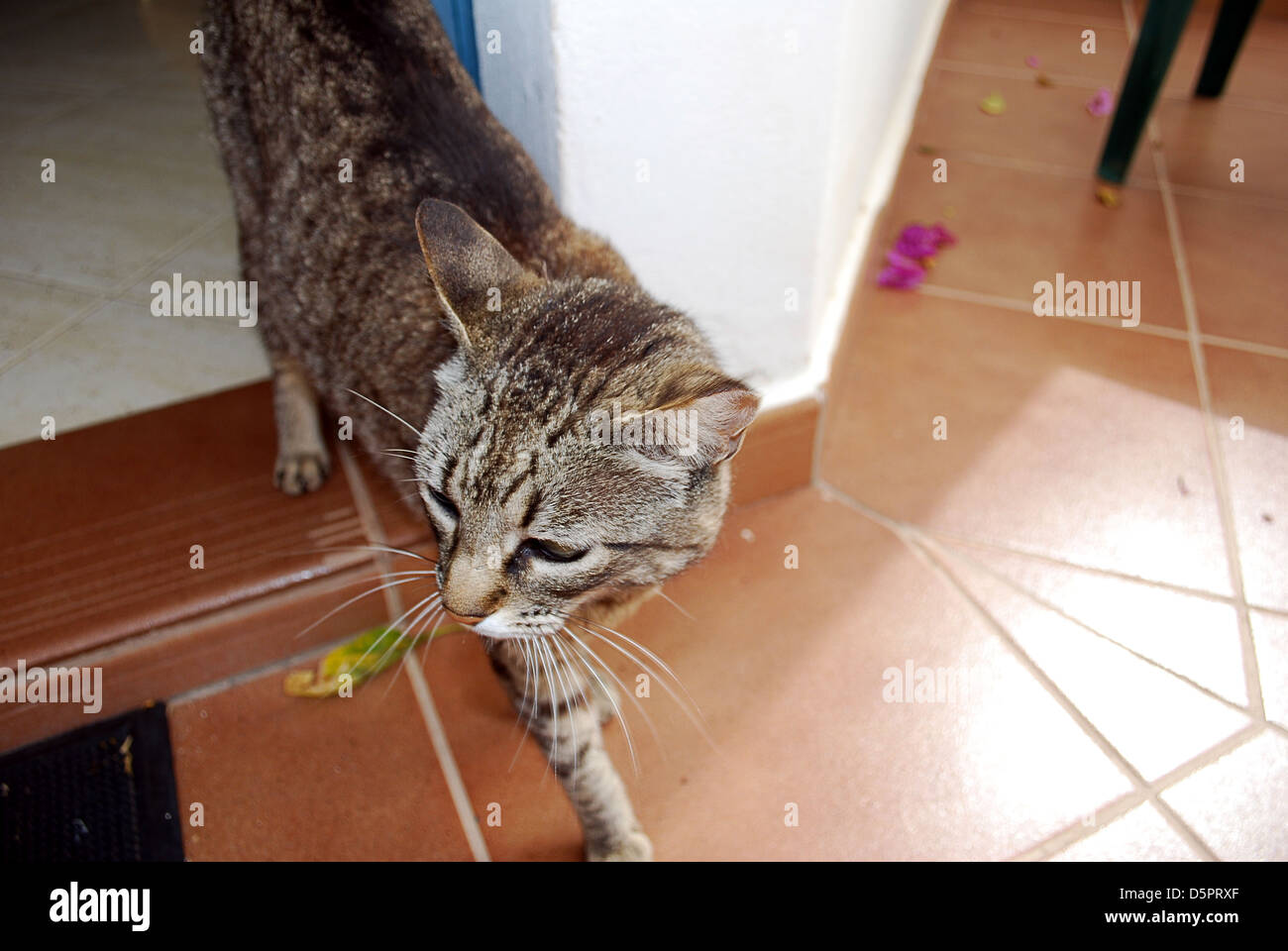 Leaving pet at home hi-res stock photography and images - Alamy