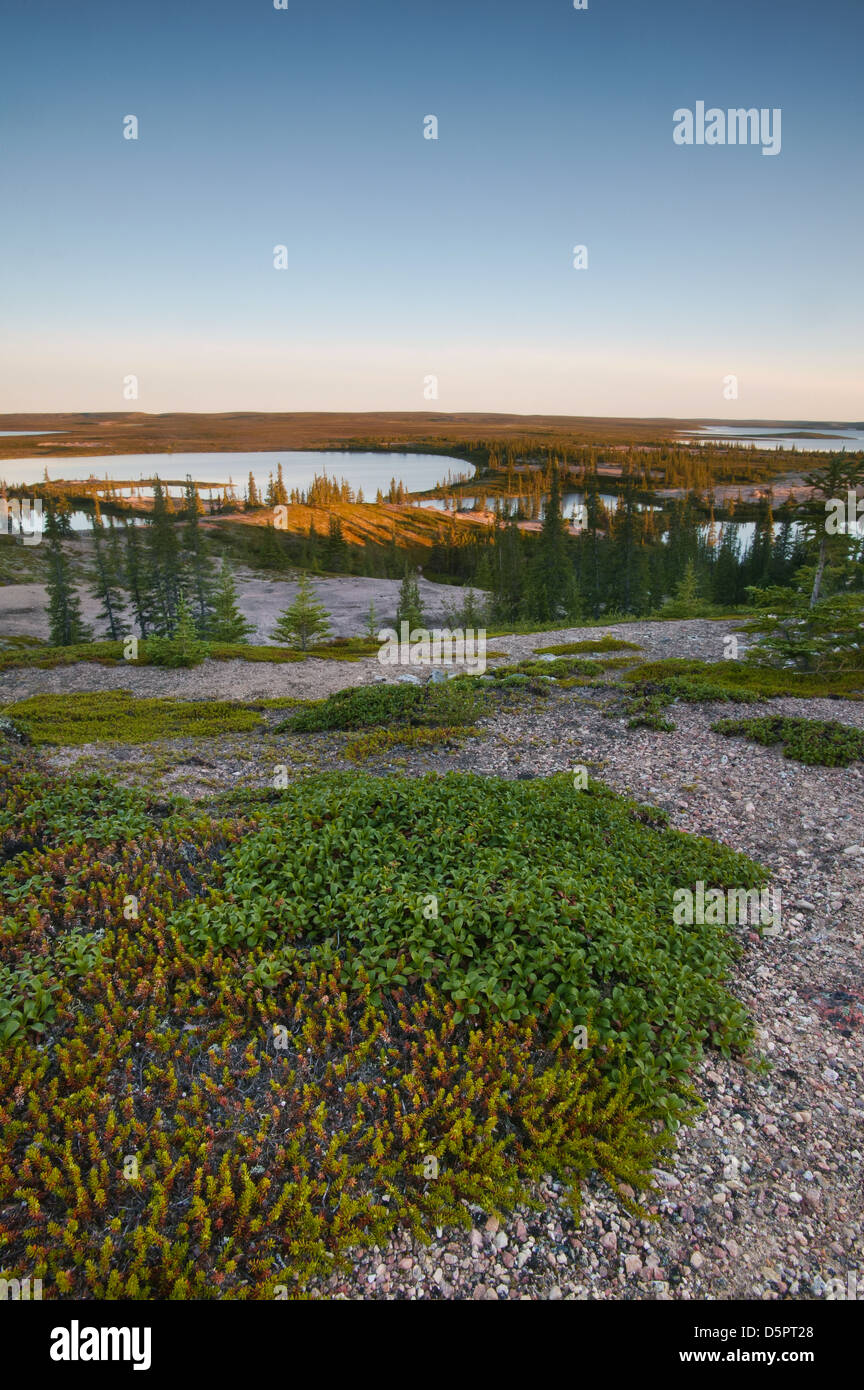Last light on the tundra in an area called The Barrenlands, near ...