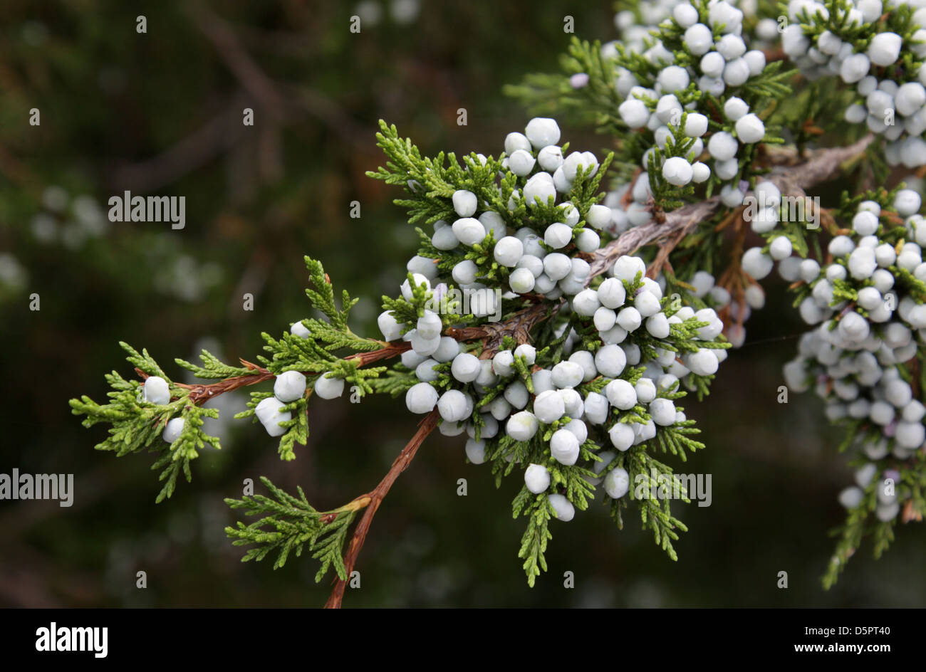 Conifer berries hi-res stock photography and images - Alamy