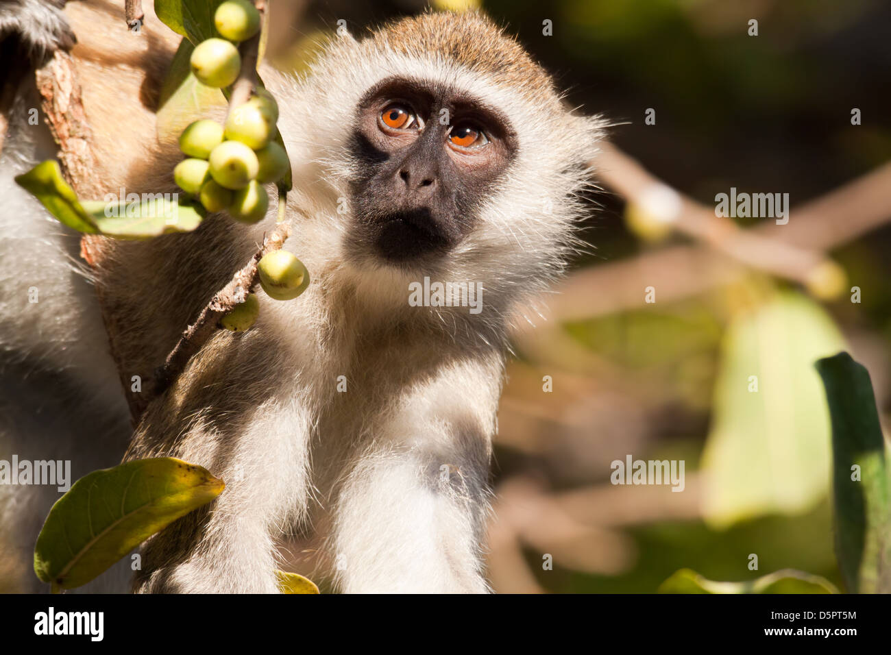 A small monkey hunting for berries in Kenya Stock Photo - Alamy
