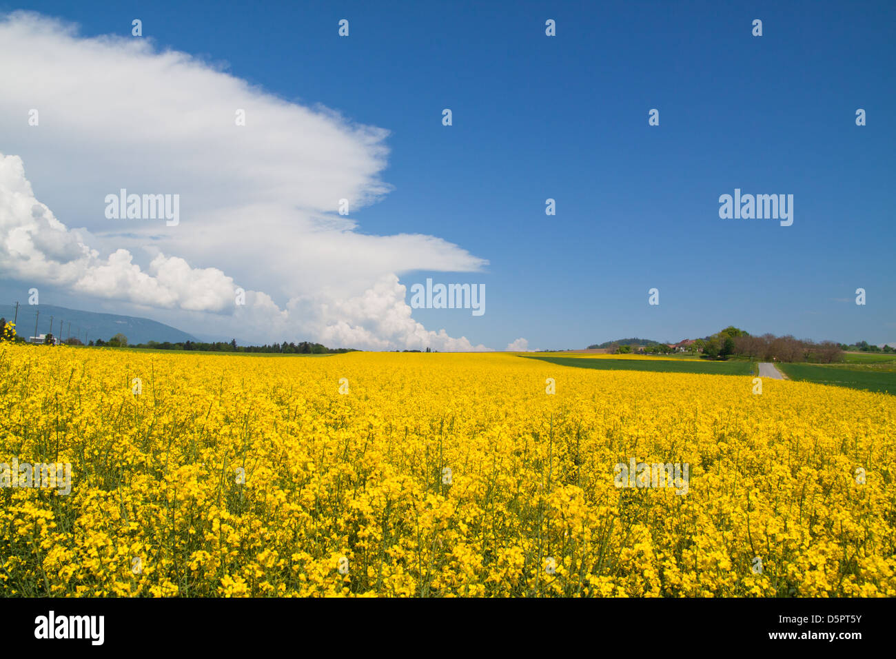 Colza field hi-res stock photography and images - Alamy