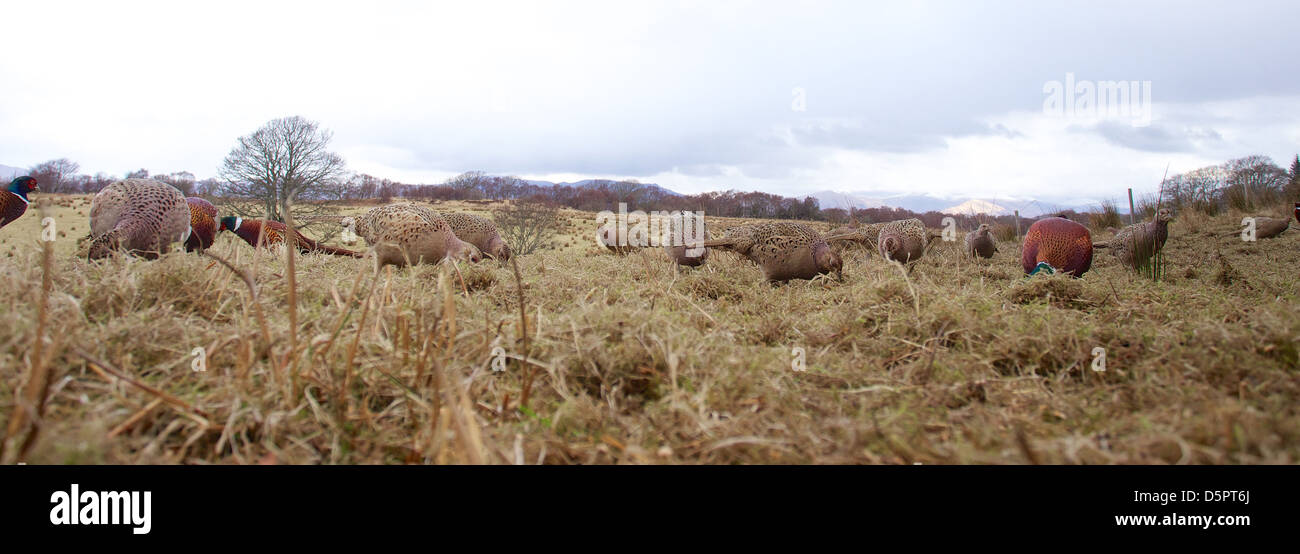 Pheasant feeding ride hi-res stock photography and images - Alamy