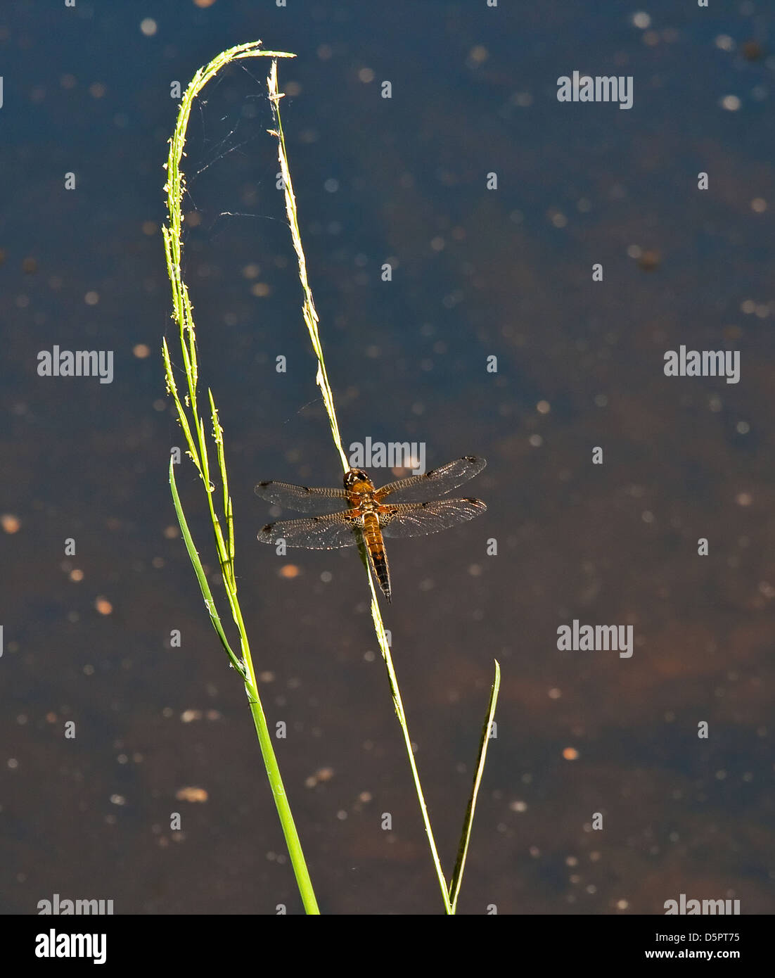 Pond insect hi-res stock photography and images - Alamy