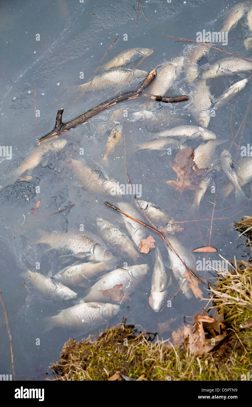 dead fish in polluted pond, ecological disaster Stock Photo - Alamy