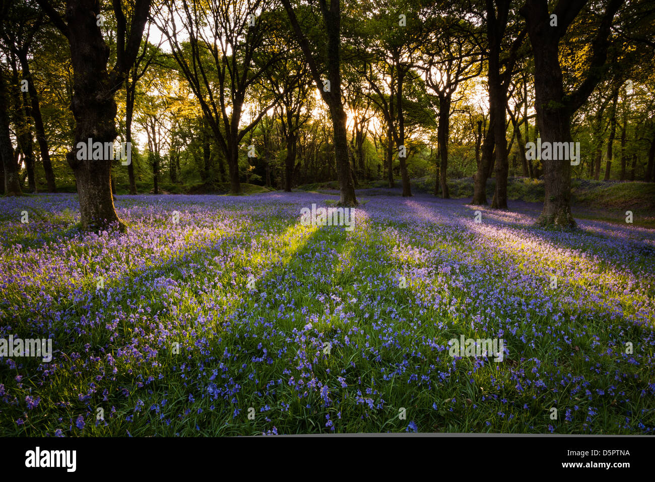 Carpet of bluebells at Blackbury Camp, East Devon Stock Photo - Alamy