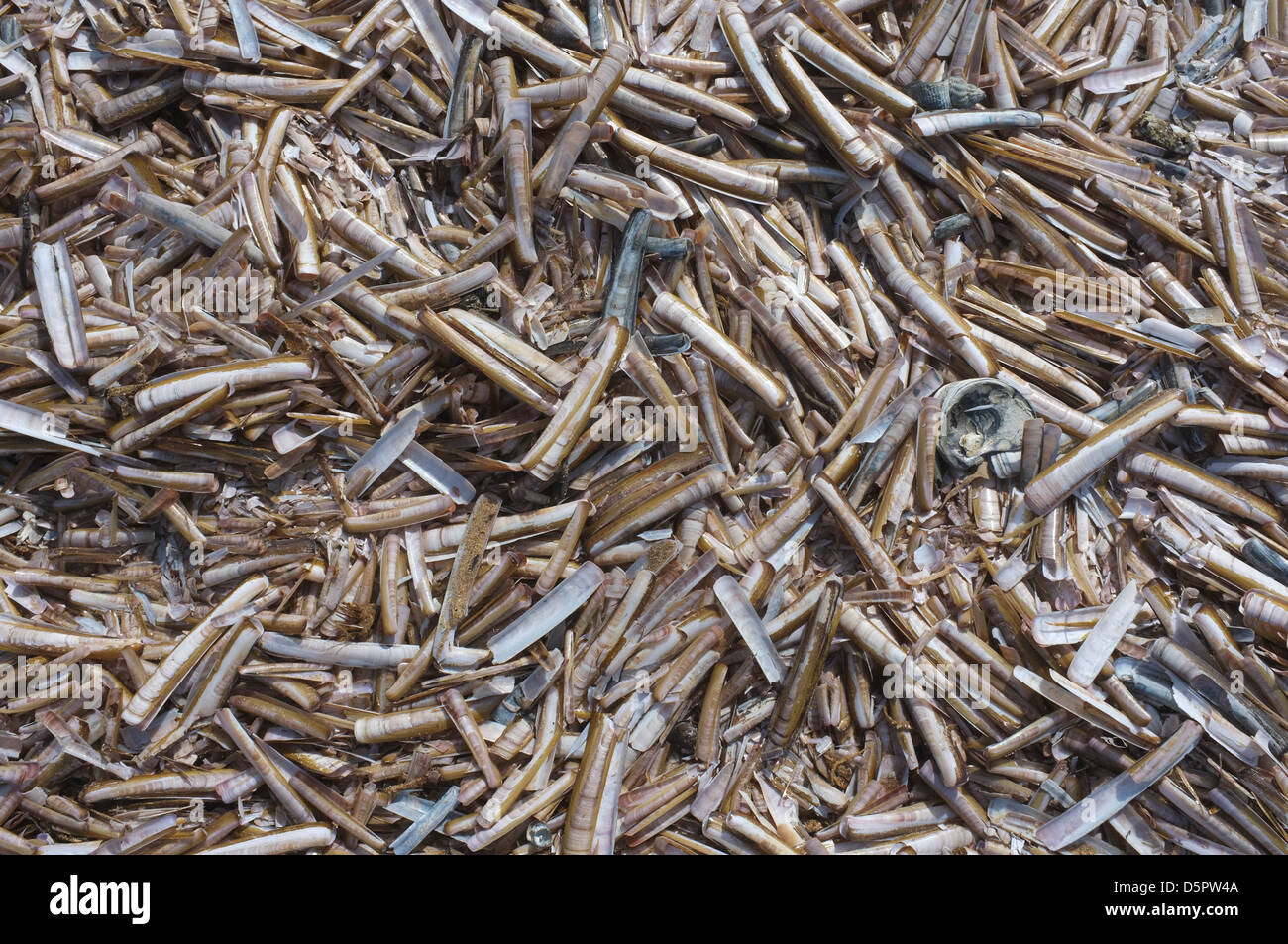 Razor clams on a beach Stock Photo - Alamy