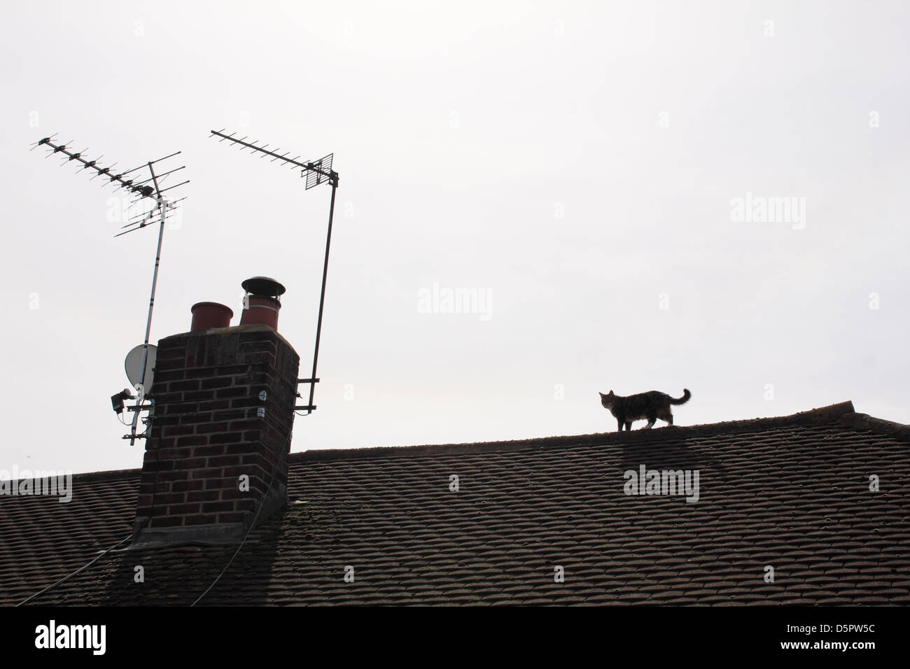 Suburban cat hi-res stock photography and images - Alamy