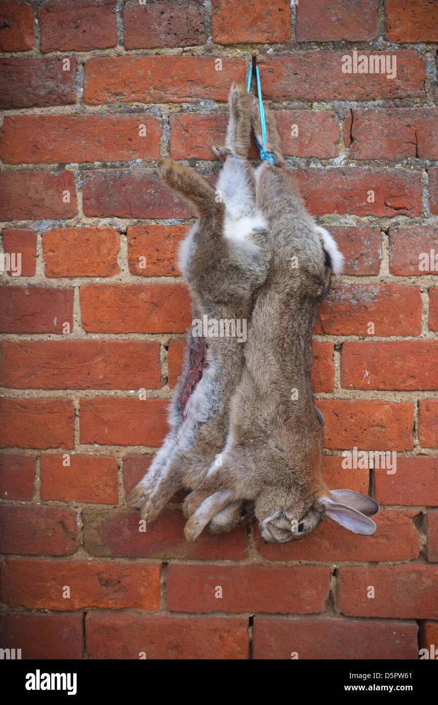 Dead rabbits hi-res stock photography and images - Alamy