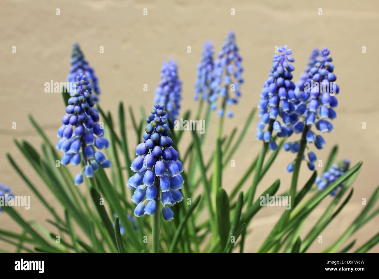 Grape hyacinth Muscari spring flowering bulb Stock Photo - Alamy