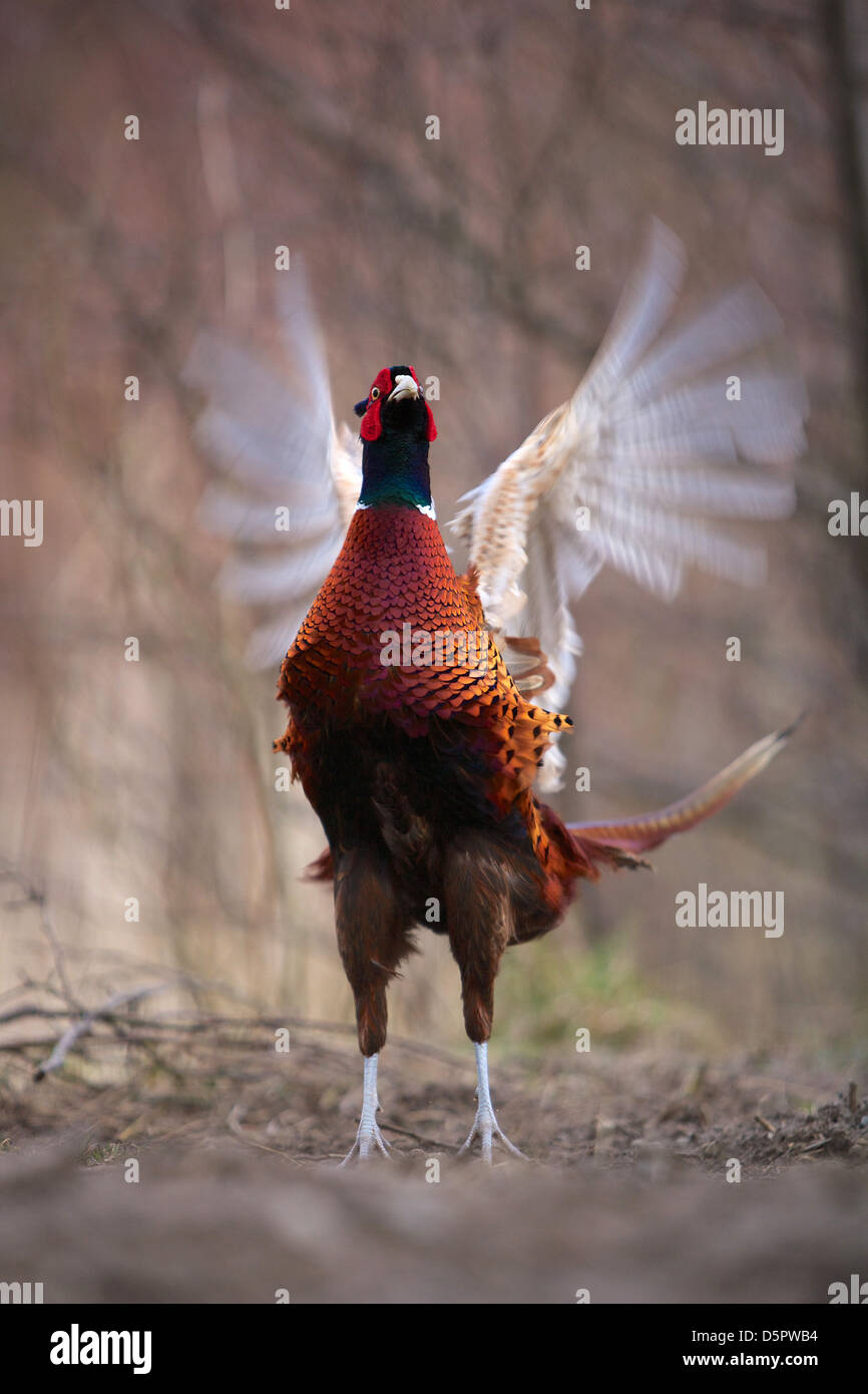 Male pheasant displaying during spring mating ritual Stock Photo - Alamy