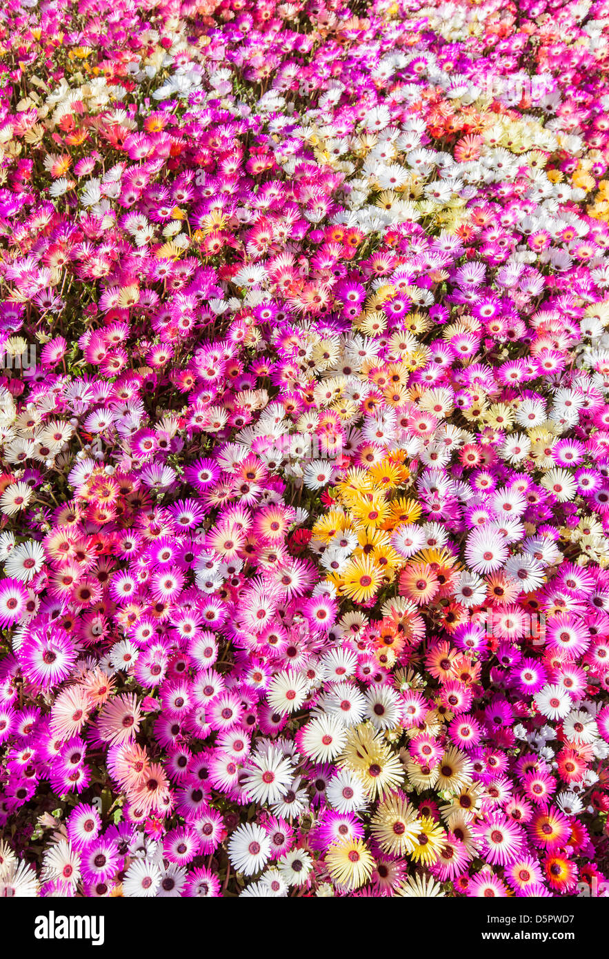 Bed of daisies flowers hi-res stock photography and images - Alamy