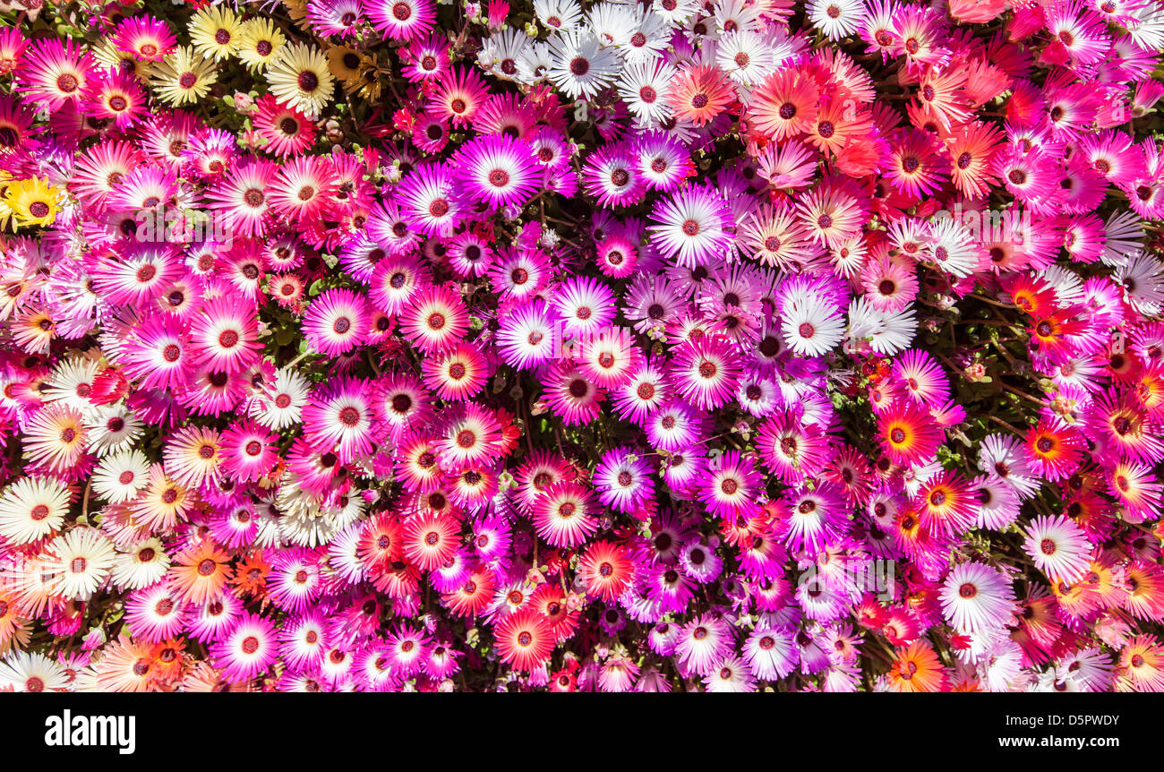 Livingstone daisies summer hi-res stock photography and images - Alamy