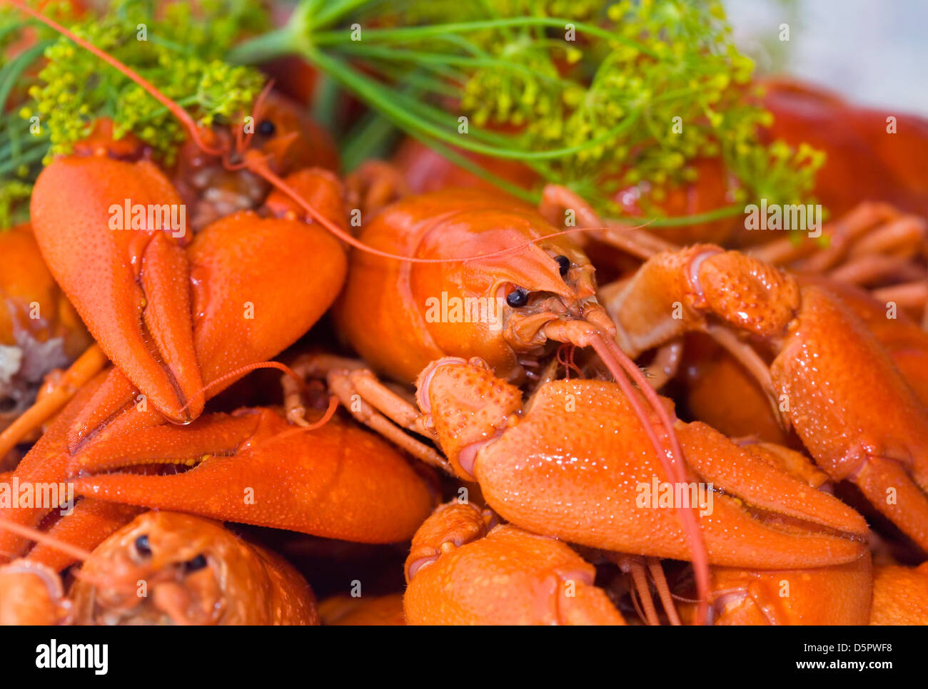 Crayfish Party High Resolution Stock Photography and Images - Alamy