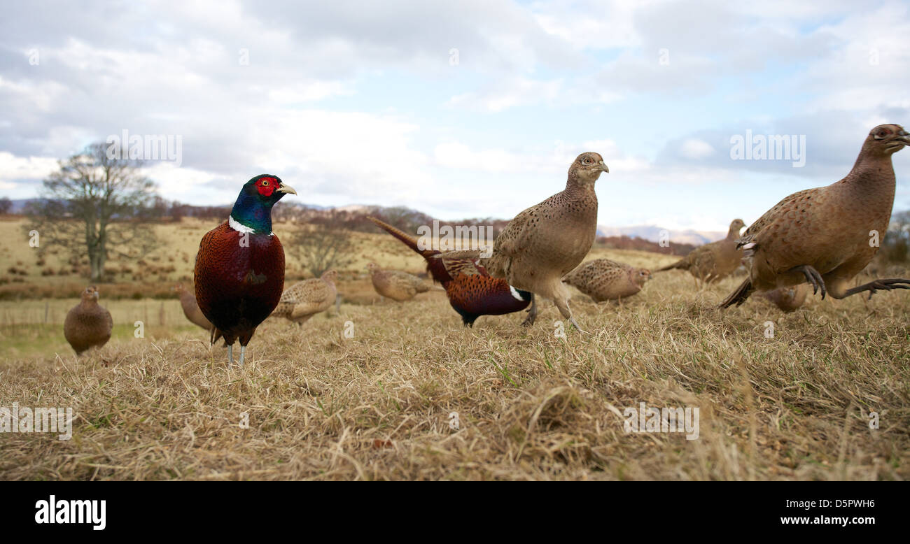 pheasants feeding on a woodland edge feed ride Stock Photo - Alamy