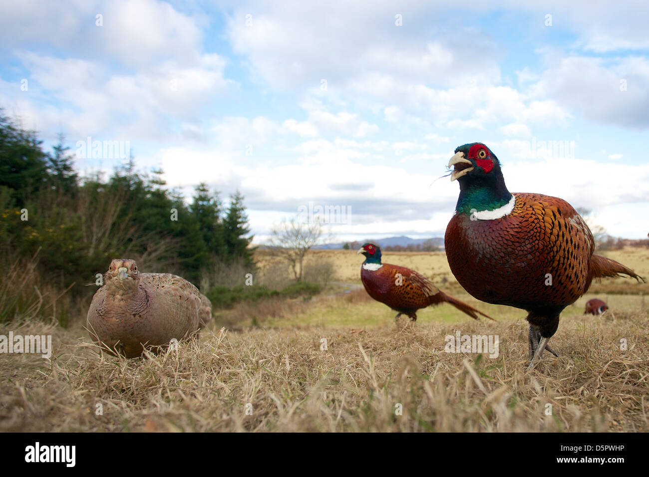 Pheasant feeding ride hi-res stock photography and images - Alamy