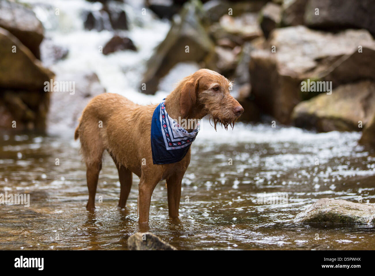 A Wirehaired Hungarian Vizsla stands in a river Stock Photo - Alamy