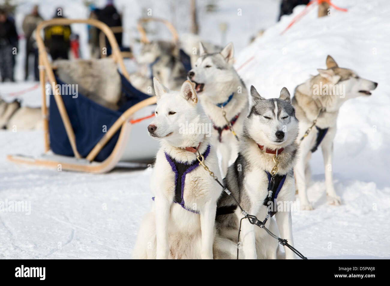 Husky sled-dogs getting ready for ride Stock Photo - Alamy