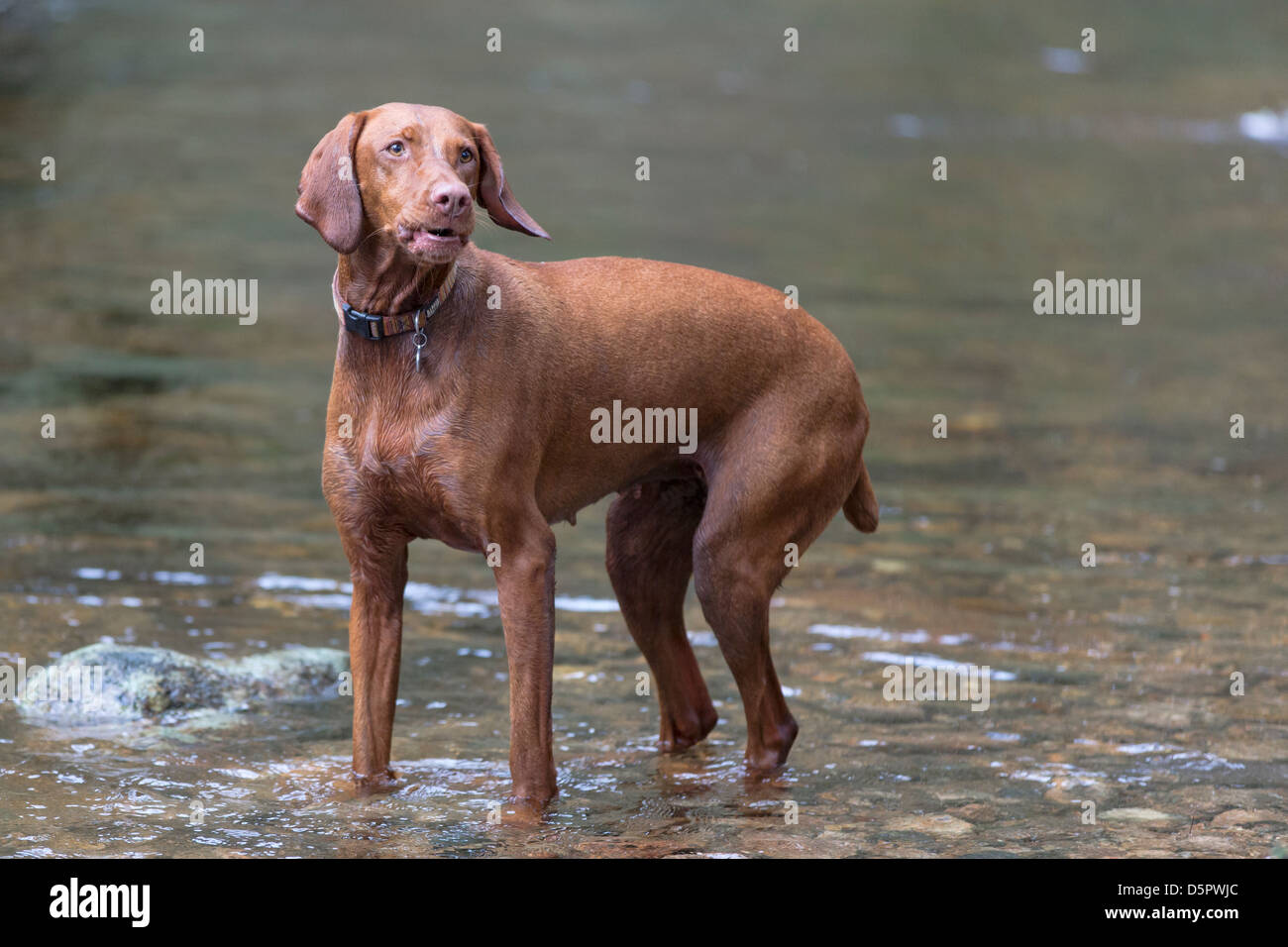 A Hungarian Vizsla stands in a river Stock Photo - Alamy