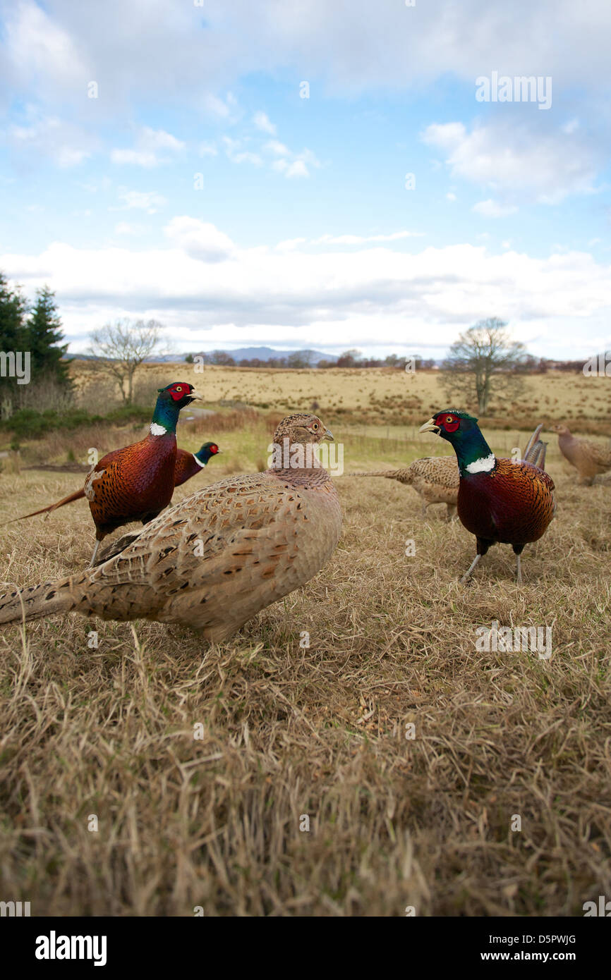 Pheasants feeding on a woodland edge feeding ride Stock Photo - Alamy