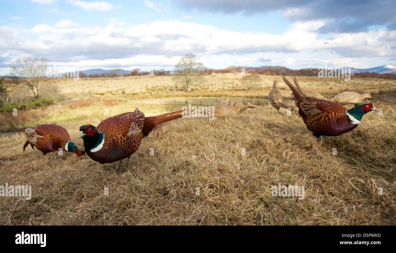 Wide angled view of pheasants feeding on a woodland edge feed ride ...