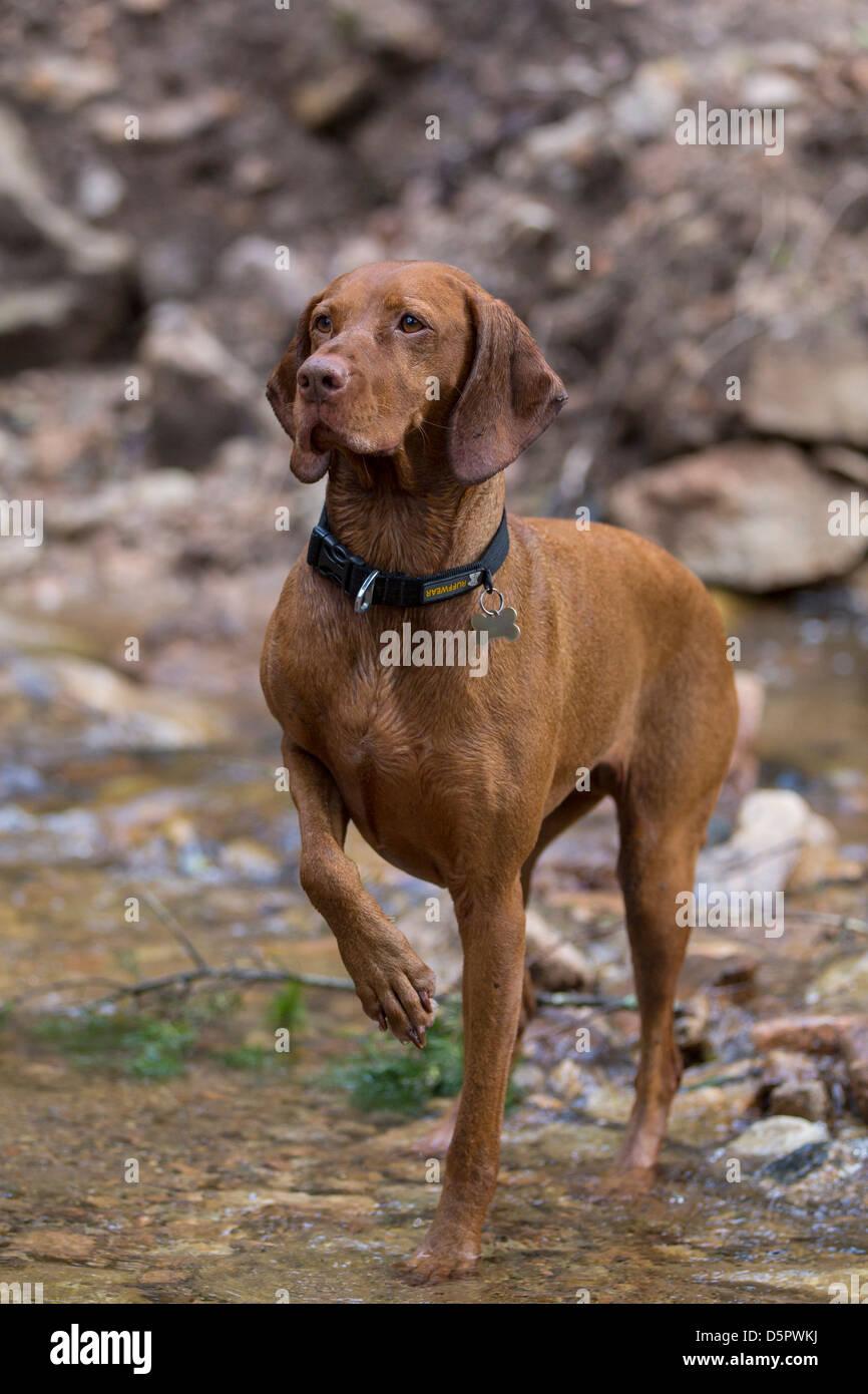 Hungarian Vizsla Pointing