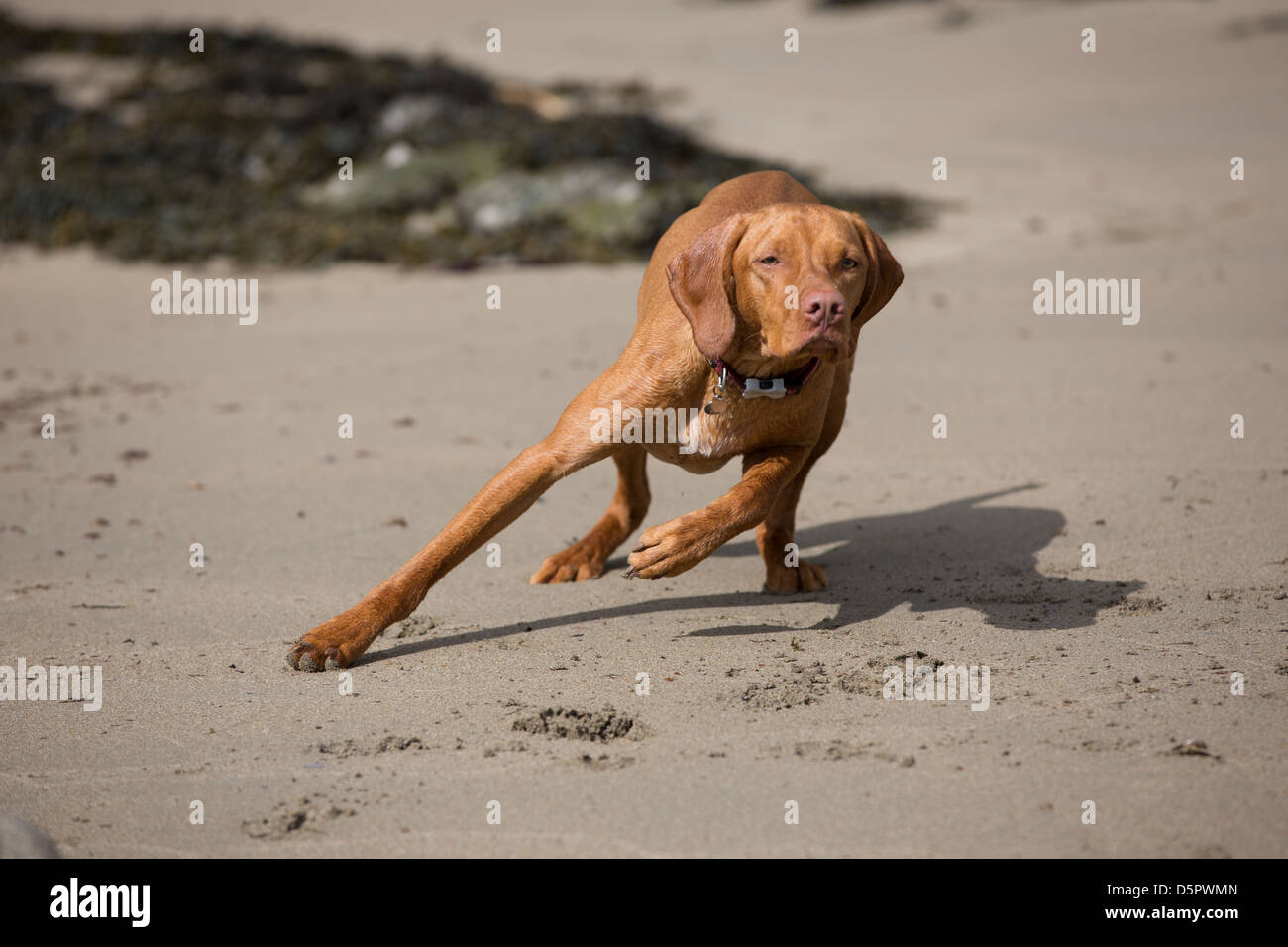 Running vizsla hi-res stock photography and images - Alamy