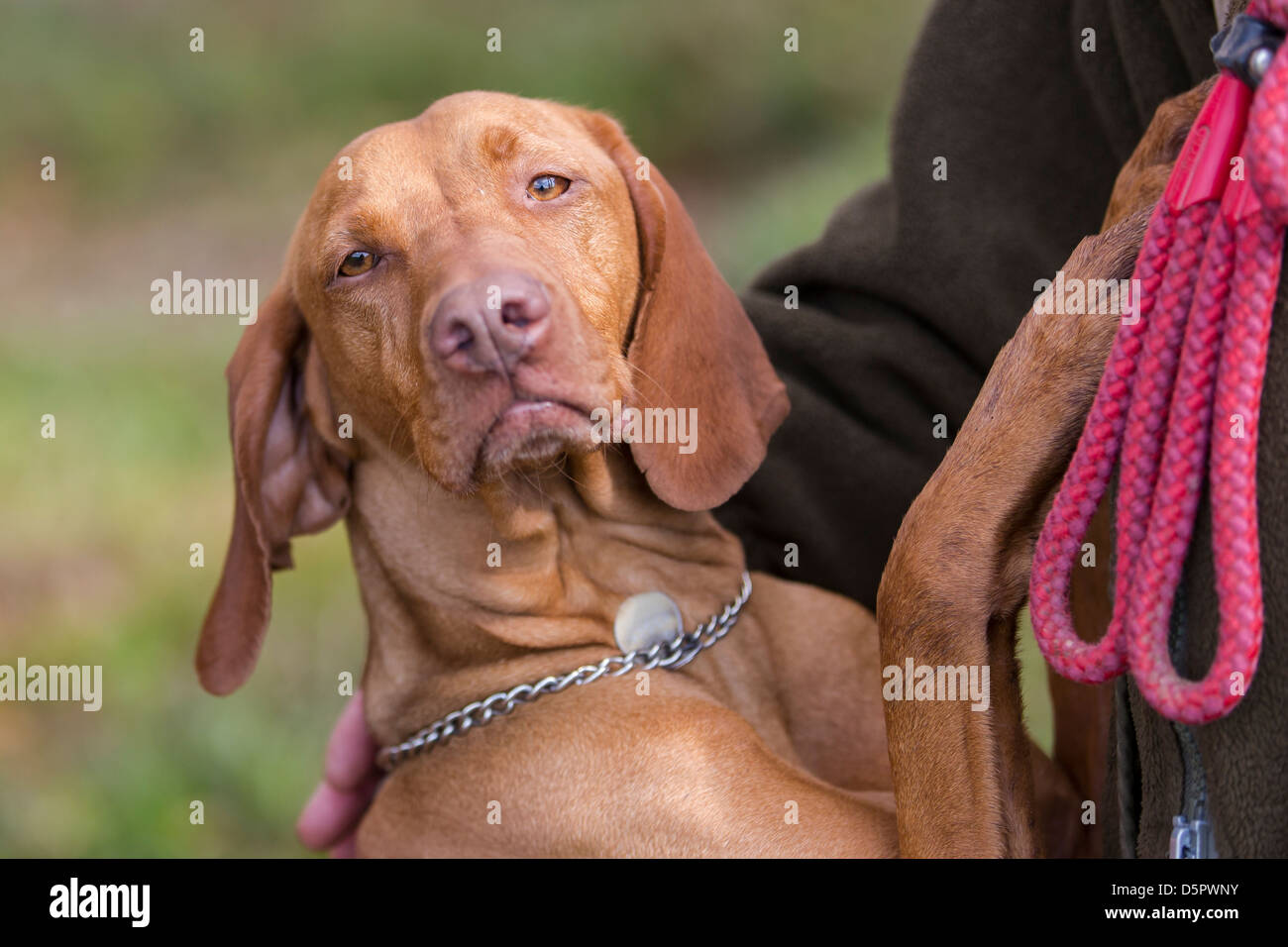 Hungarian vizsla hunting dog hi-res stock photography and images - Alamy