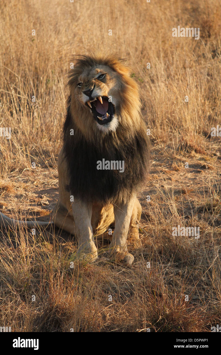Roaring lion hi-res stock photography and images - Alamy