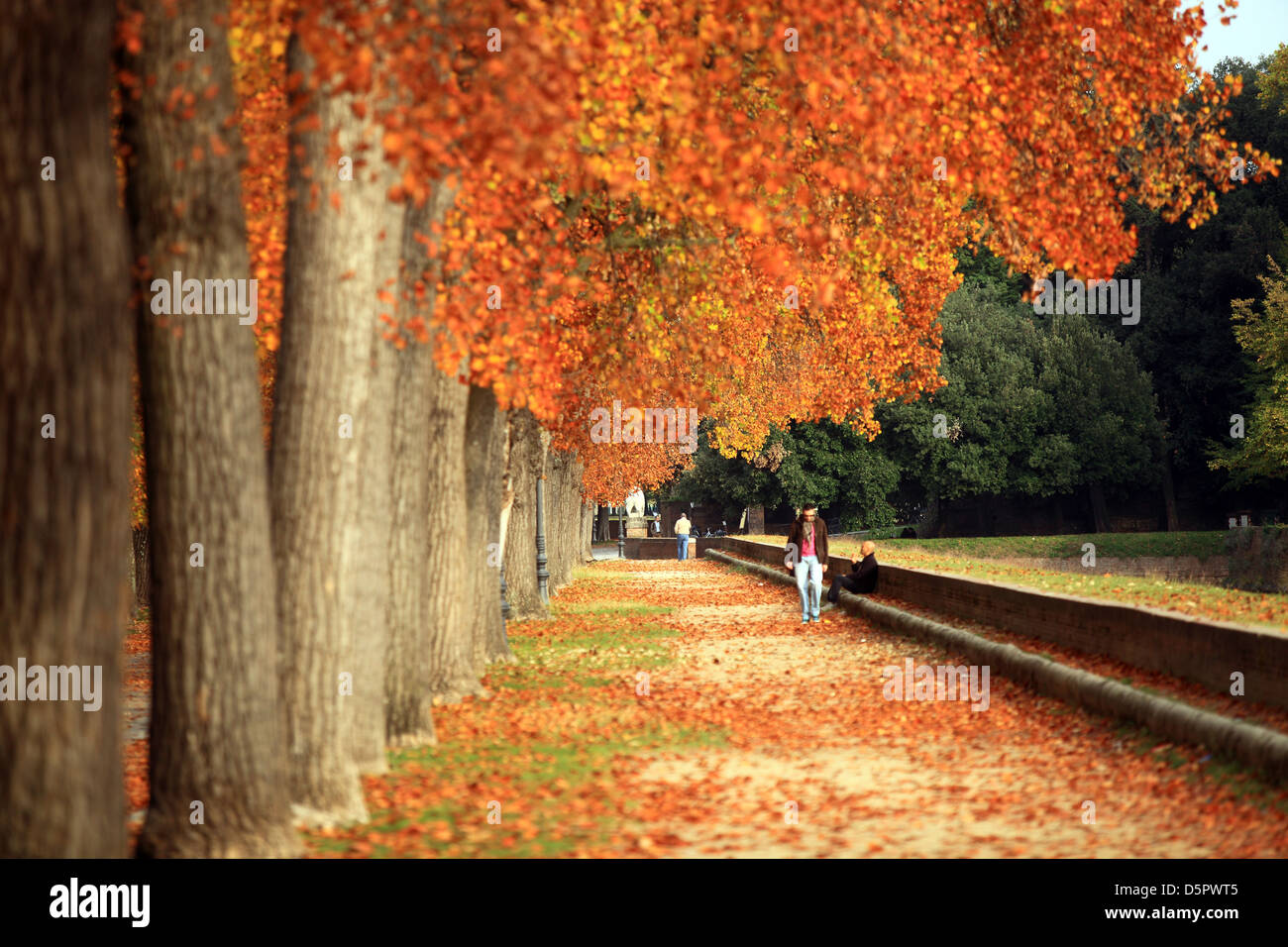 Italy,Tuscany,Lucca, walk on the walls in autumn Stock Photo - Alamy