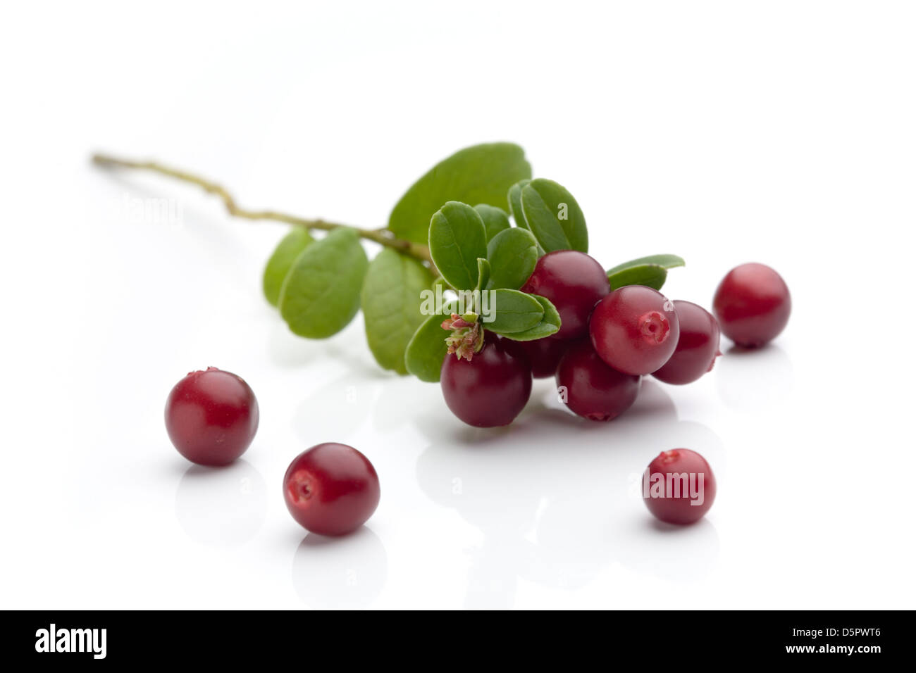 Bunch of fresh cranberries isolated on white Stock Photo - Alamy