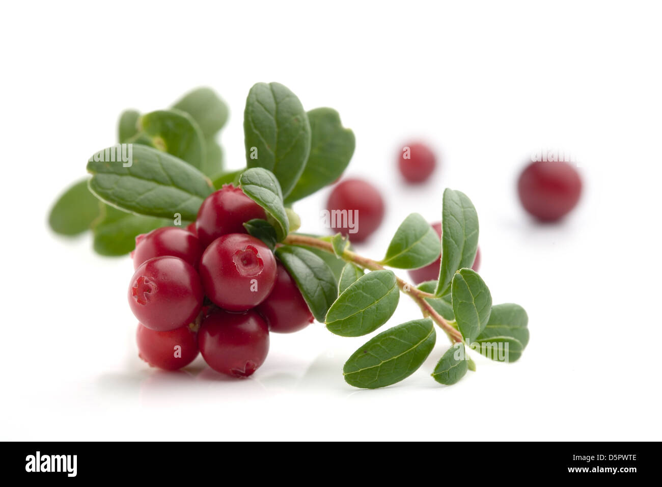 Bunch fresh cranberries hi-res stock photography and images - Alamy