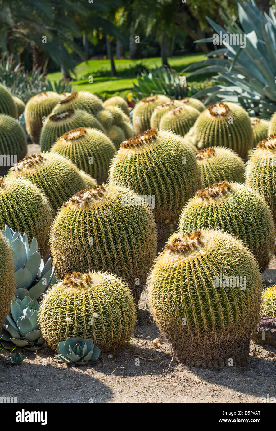 Echinocactus grusonii or Golden Barrel cactus is a well known species ...