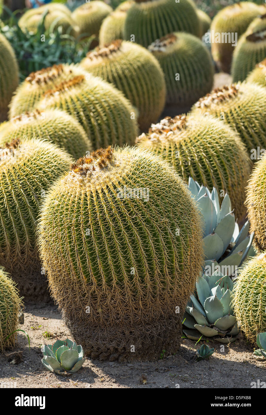 Golden barrel cactus hi-res stock photography and images - Alamy