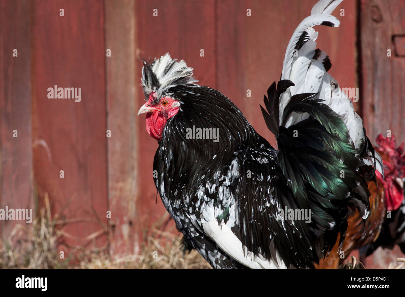 Rooster with hen hi-res stock photography and images - Alamy