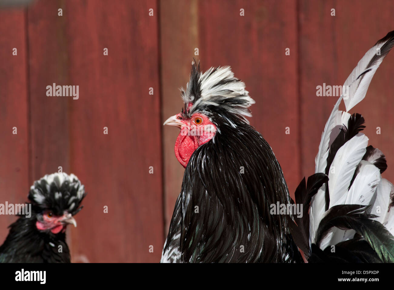 Proud rooster hi-res stock photography and images - Alamy